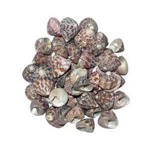 Trochus Radiatus -Kilo - www.usshell.com