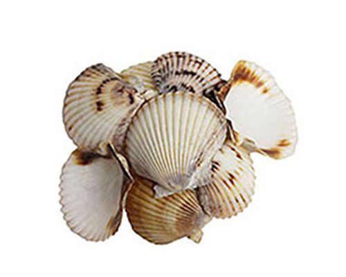 U.S. Shell, Inc. Seashells