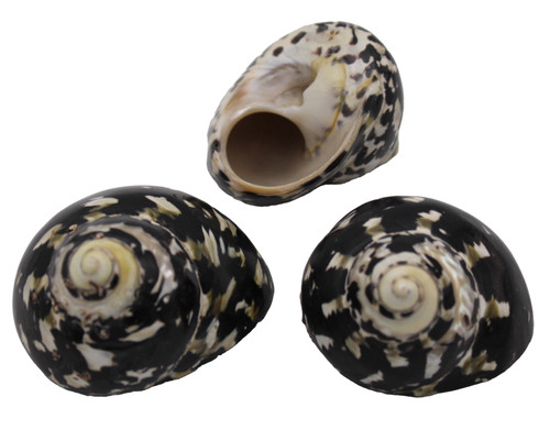 Magpie Polished Assorted Sizes - www.usshell.com