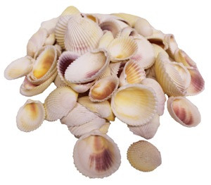 White Cockle Seashells-Kilo - www.usshell.com
