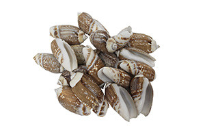 Oliva Gibbosa Seashells-Kilo - www.usshell.com
