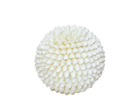 U.S. Shell, Inc. White Bubble Seashell