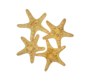 Armoured Starfish - www.usshell.com