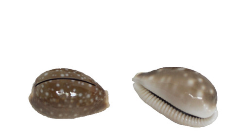 U.S. Shell, Inc.