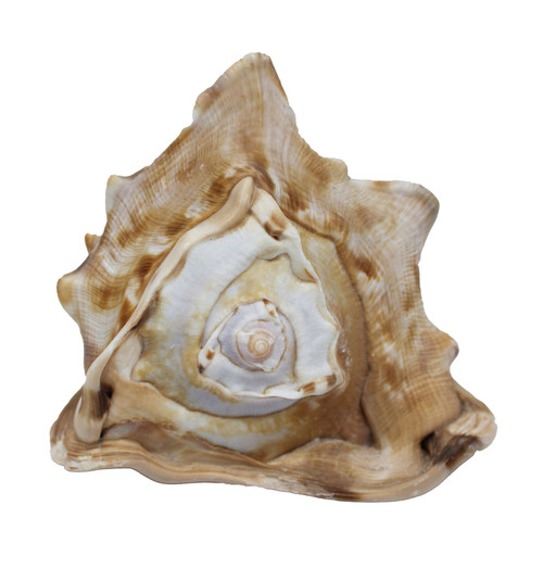 U.S. Shell, Inc. Helmet Seashell