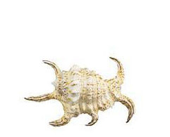 U.S. Shell, Inc. Lambis Rugosa Seashell