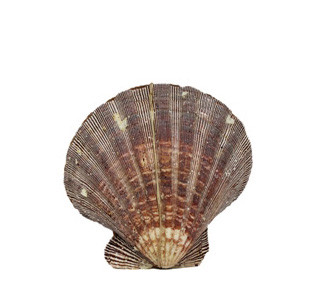 U.S. Shell, Inc. Lion's Paw Seashells