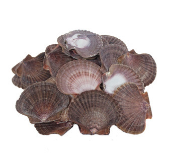 Mexican Flat Seashell - www.usshell.com
