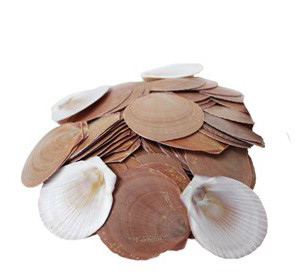 Moon Seashell - www.usshell.com