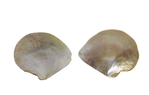 Mother of Pearl Seashell Plates - www.usshell.com