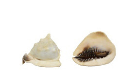 U.S. Shell, Inc. Queen Helmet Seashells