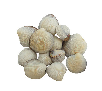 U.S. Shell, Inc. White Heavy Chione