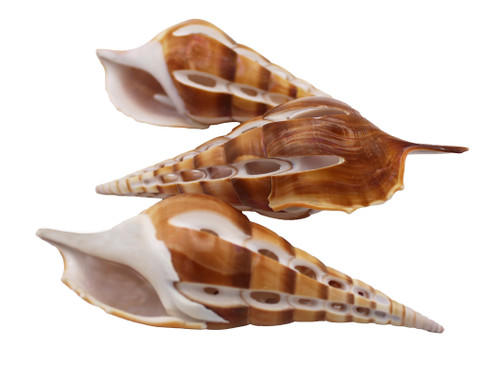 Tibia Seashell-Six Cut - www.usshell.com