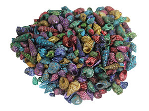 U.S. Shell, Inc. Seashells