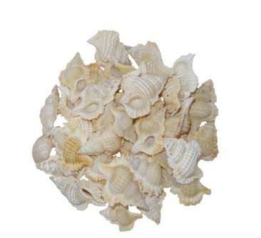 U.S. Shell, Inc. Maple Leaf Seashells