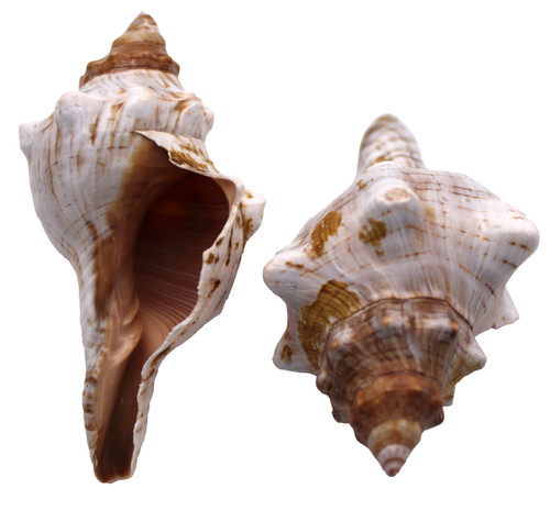 Fox Shell - www.usshell.com