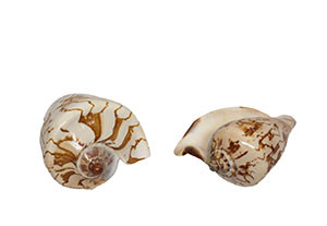 U.S. Shell, Inc. Voluta Noblis