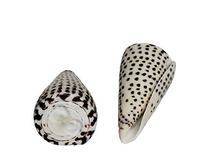 U.S. Shell, Inc. Leopard Cone Seashells