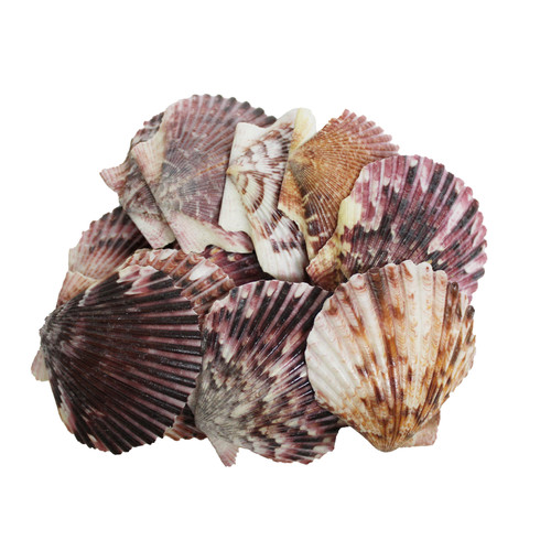 Purple Caribbean Pecten Lacquered - www.usshell.com