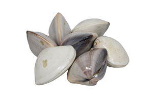 U. S. Shell, Inc. Medium Seashells