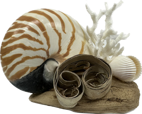 Chambered Nautilus Arrangement - www.usshell.com