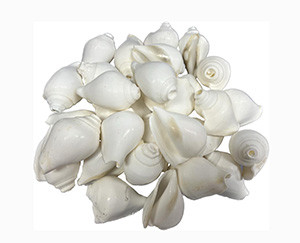 Drilled White Swan Conch - www.usshell.com