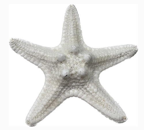 White Armoured Starfish Magnet - www.usshell.com