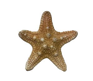 Armoured Starfish Magnet - www.usshell.com