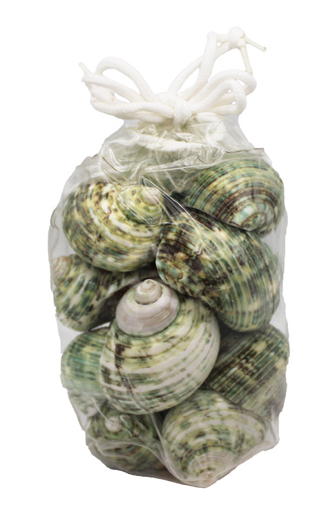 Polished Green Turbos Small Vinyl Bag - www.usshell.com