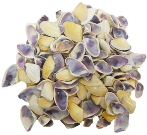 Coquina Large - www.usshell.com