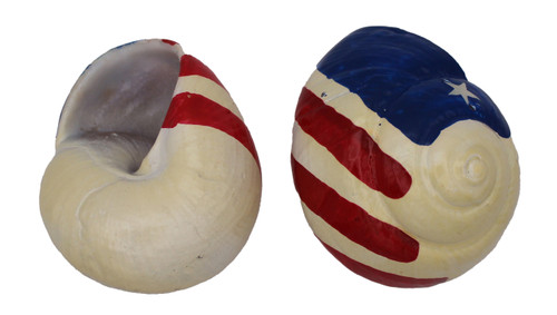 Painted Shell USA - www.usshell.com