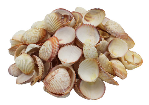 Rose Cockles- Kilo - www.usshell.com