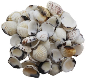 Venus Clam- Kilo - www.usshell.com