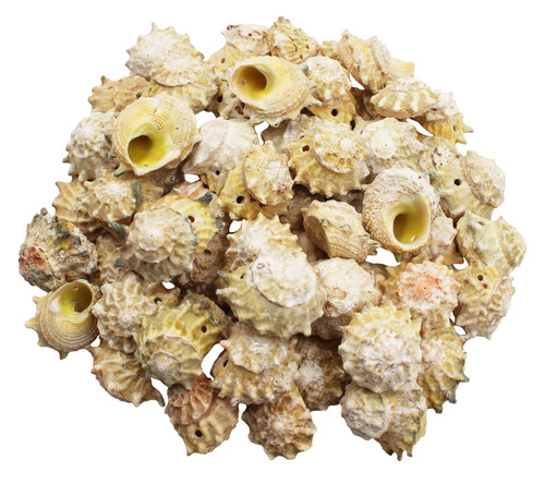 Drilled Astrea Calcar- Kilo - www.usshell.com