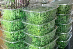 Biodegradable Take Out Containers & Boxes | To Go Containers