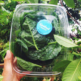 Microgreen Packaging Compostable Containers Wholesale