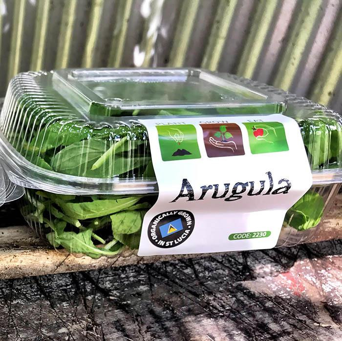 Compostable PLA Plastic Clamshell Containers | KL-CS-6N