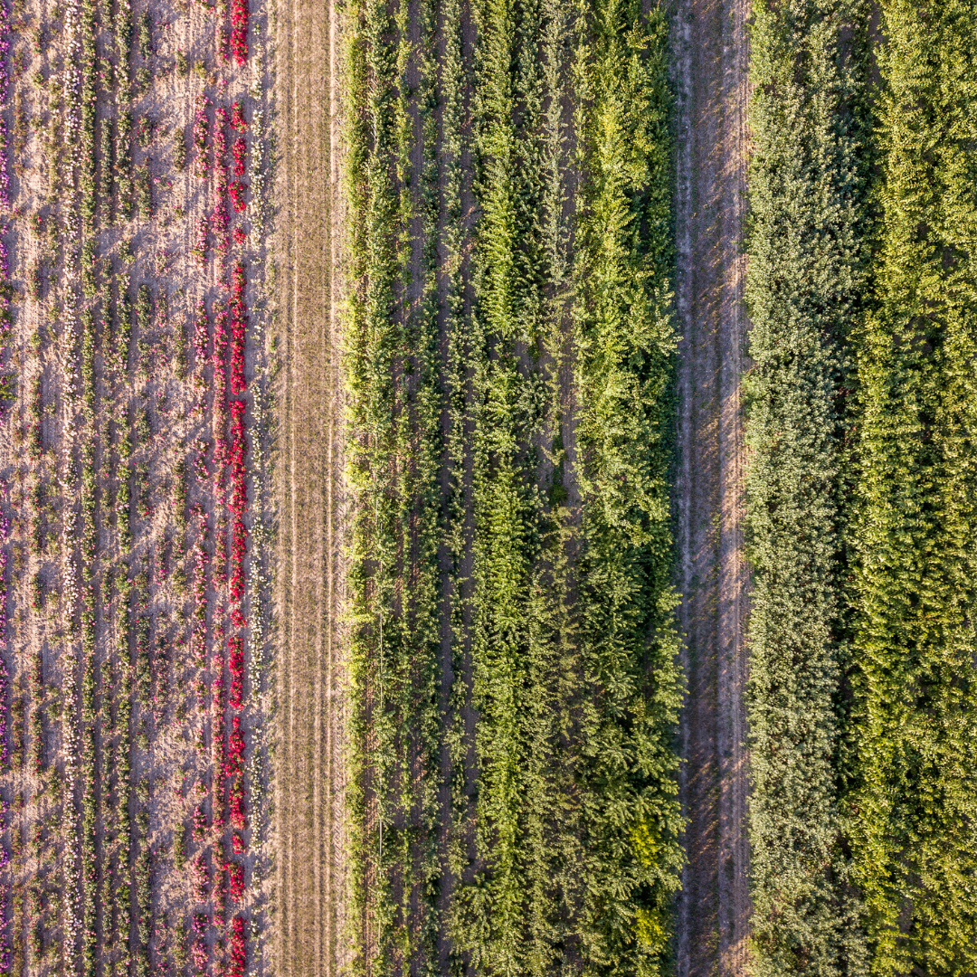 Greening the Desert Project: Environmental Transformation.