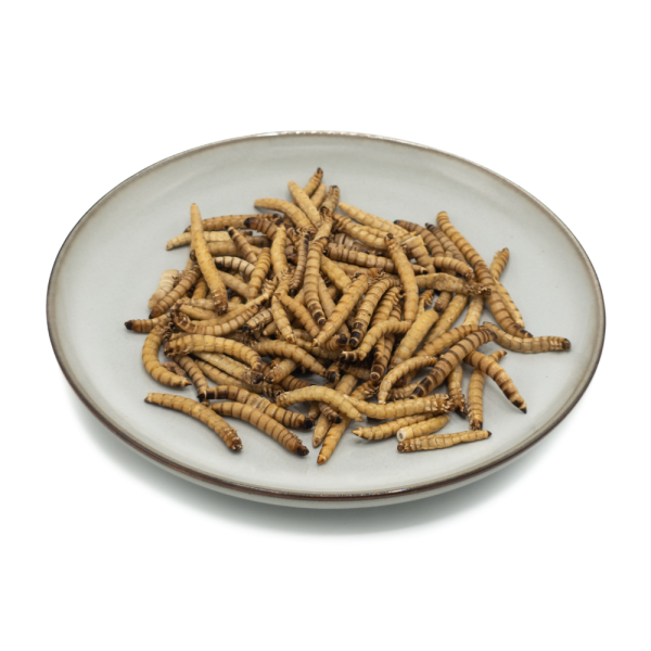Topinsect Morio worms 1 litre box - animalfoods.ie