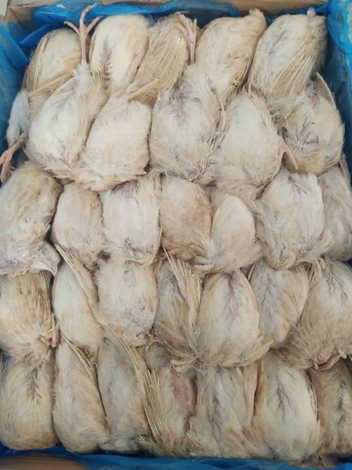Spanish Ex-Layer quail 150-200 g 6kg - animalfoods.ie