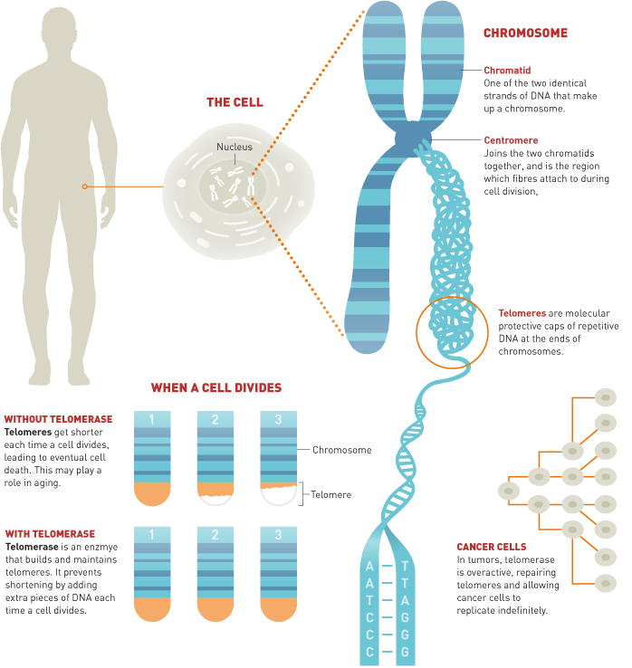 Epitalon for Lengthening Telomeres - RAW Forest Foods