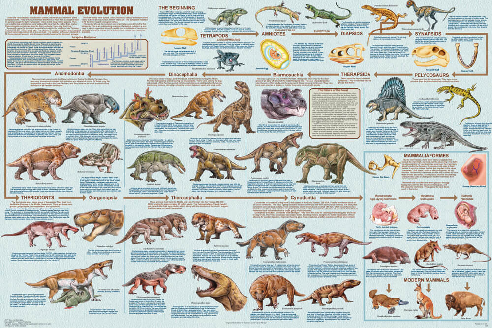 Class Mammalia Chart