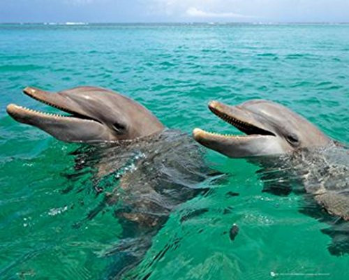 Dolphin - Laughing Photography Poster by Poster Revolution (16x20 ...