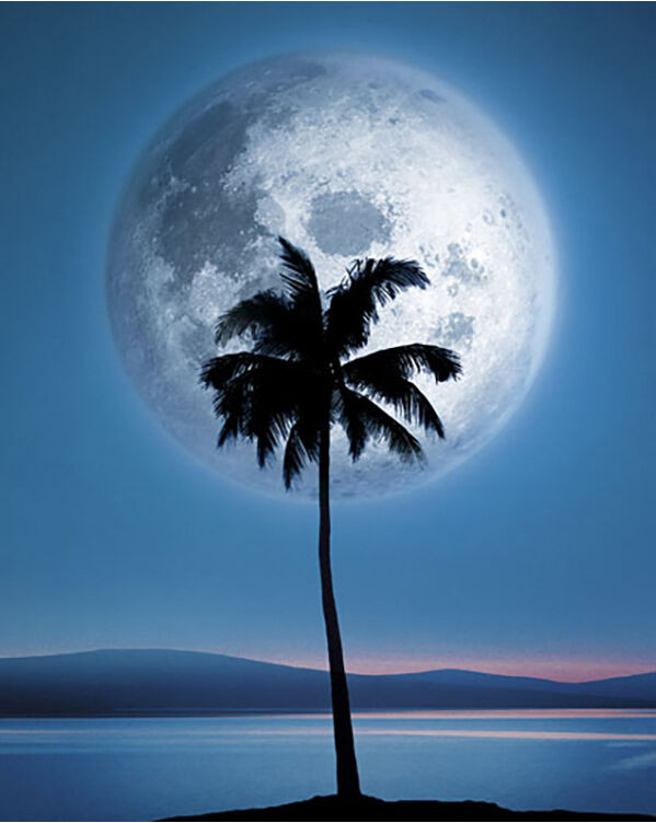 Dreamland Moonlight Palm Tree and Moon Poster 16x20 - The Blacklight Zone
