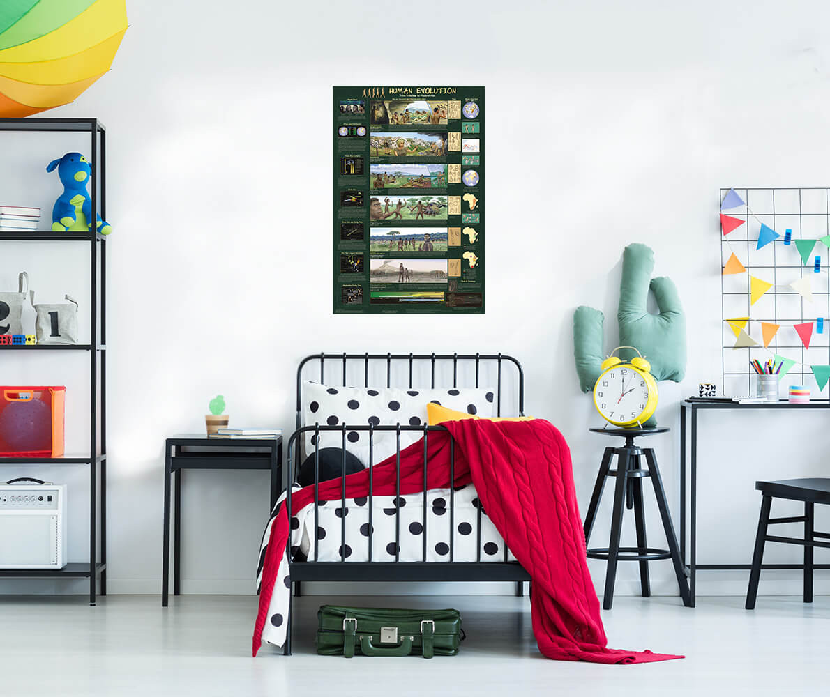 Human Evolution Educational Poster 24x36 - The Blacklight Zone