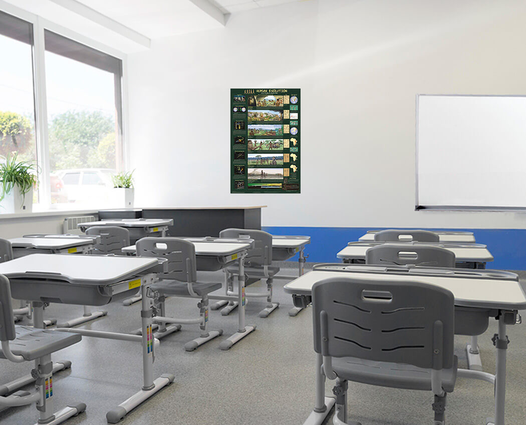 Human Evolution Educational Poster 24x36 - The Blacklight Zone