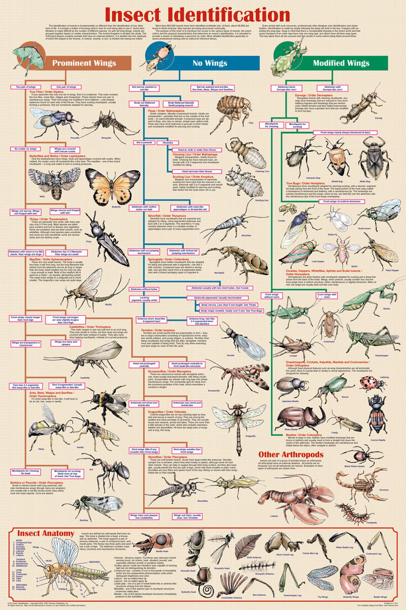 Insect Identification Educational Poster 24x36 - The Blacklight Zone