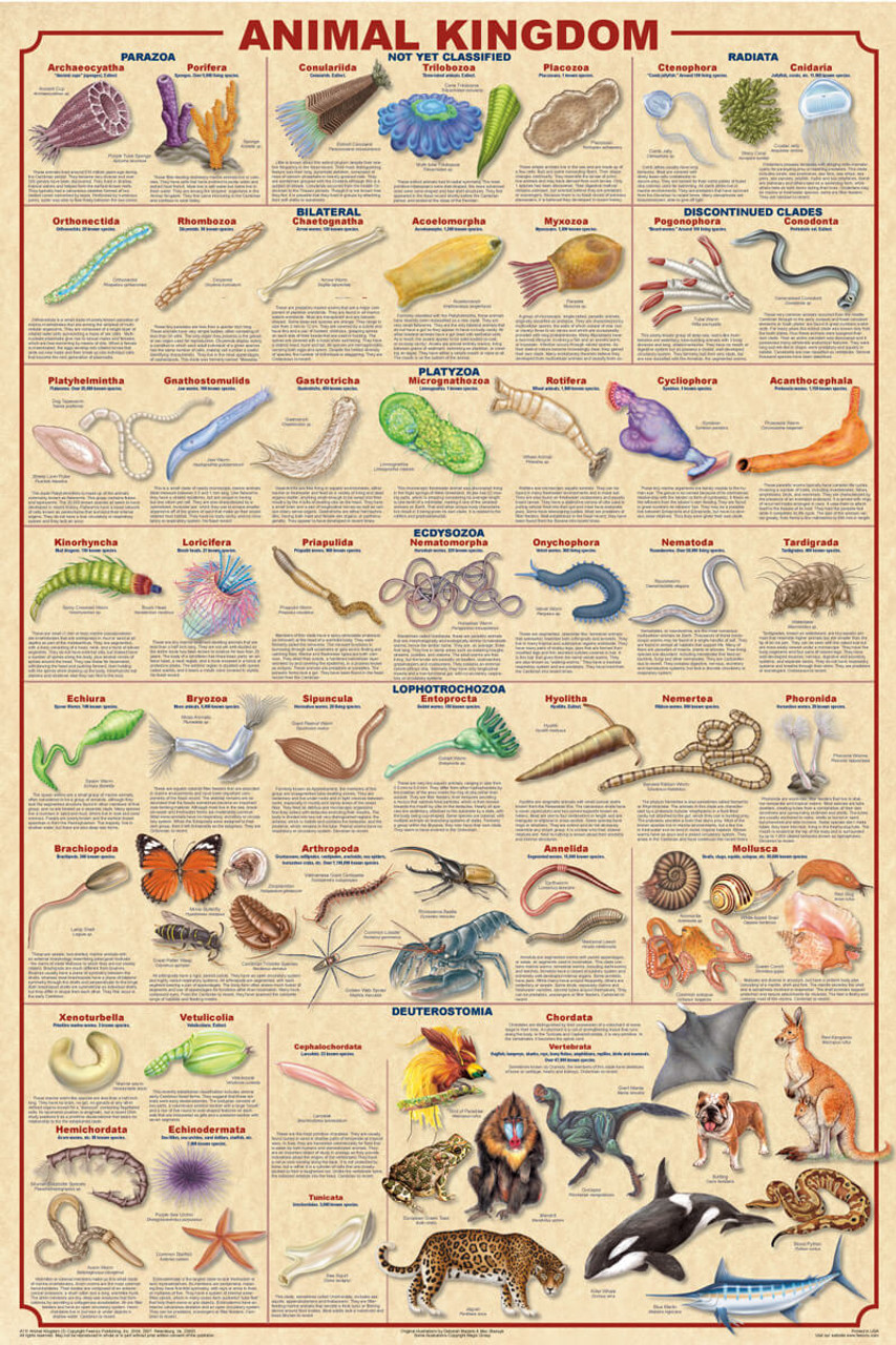 Animal Kingdom Educational Poster 24x36 - The Blacklight Zone