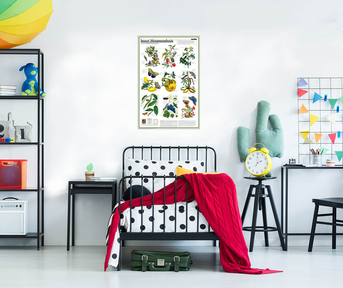 Insect Metamorphosis Educational Poster 24x36 - The Blacklight Zone