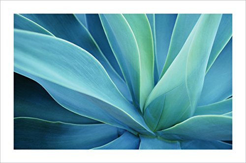 Agave Cactus - Poster - 24 x 36 inches - The Blacklight Zone